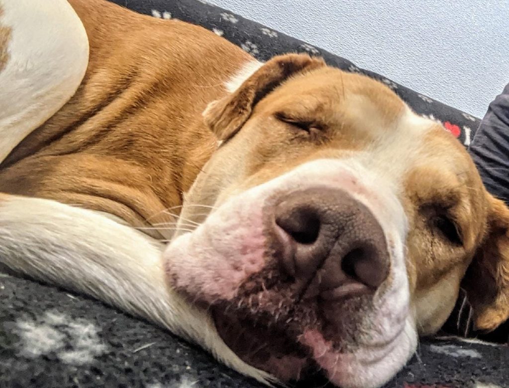 Dogs Available For Adoption Now – TUCSON RESCUE NOW