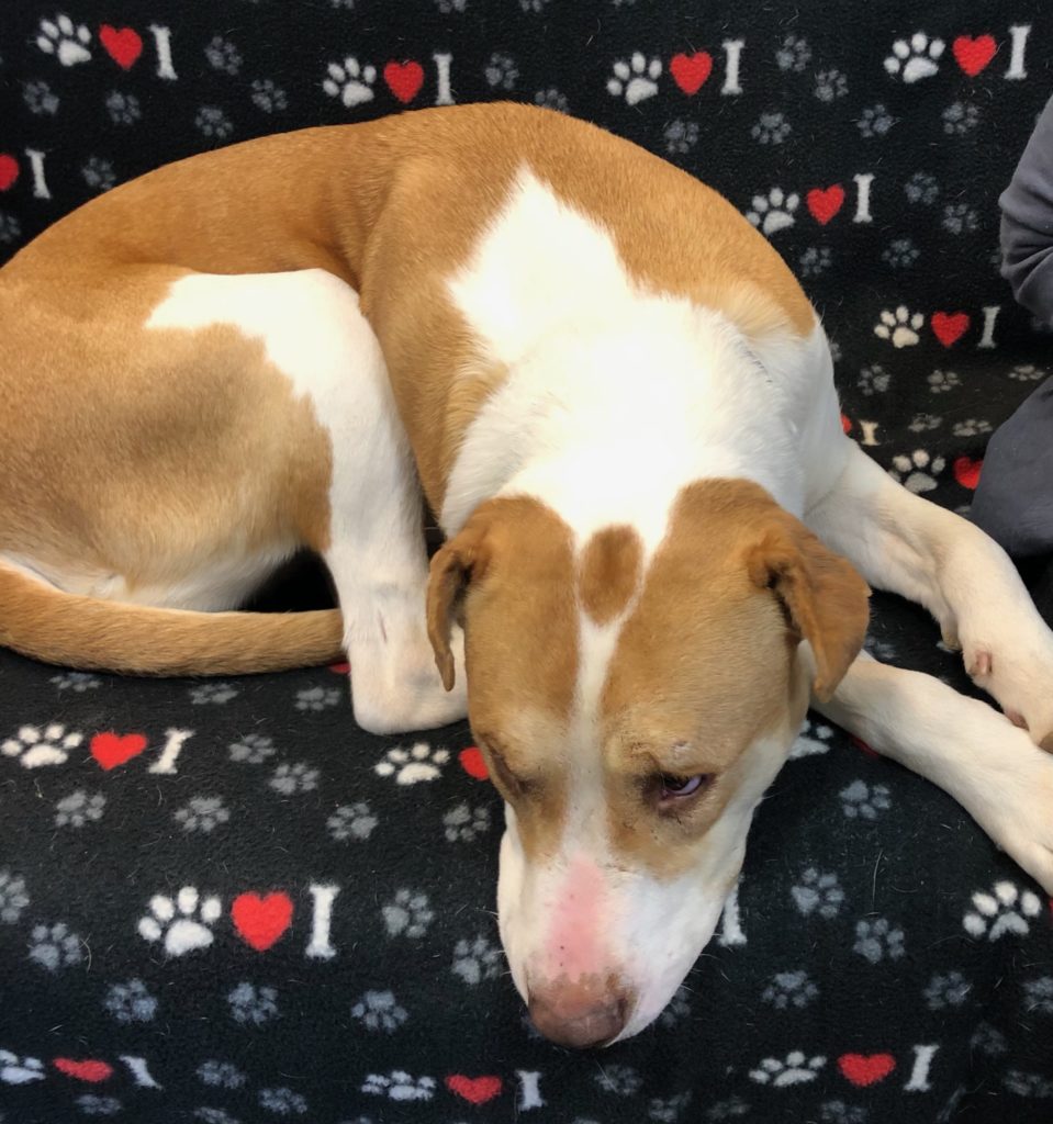 Dogs Available For Adoption Now – TUCSON RESCUE NOW