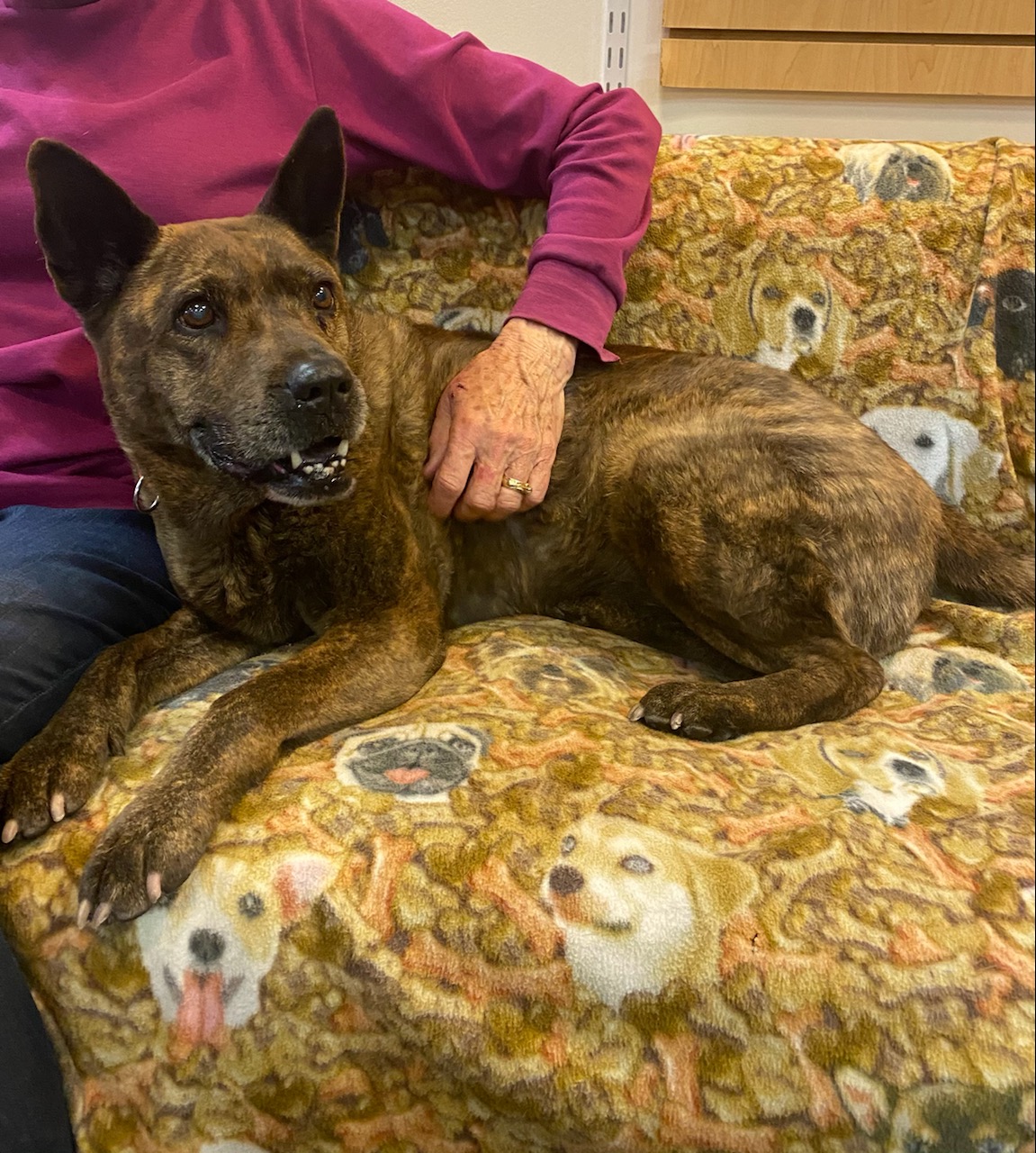 Dogs Available For Adoption Now – TUCSON RESCUE NOW
