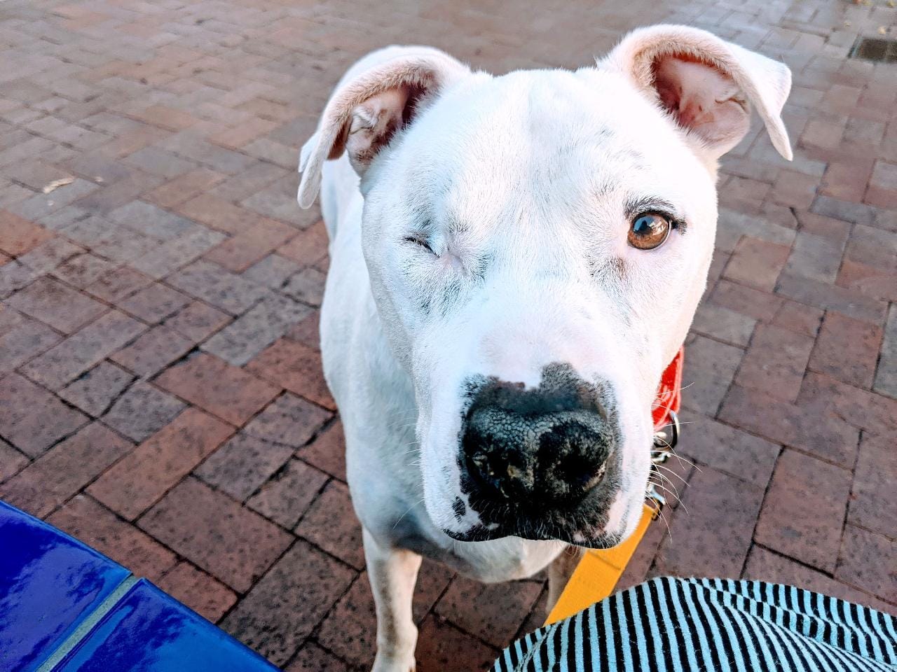 Dogs Available For Adoption Now – TUCSON RESCUE NOW