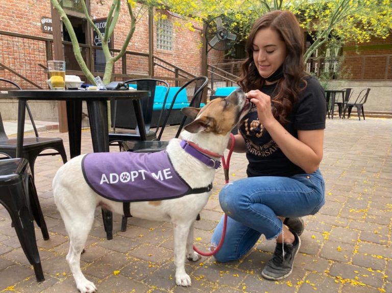 Dogs Available For Adoption Now – TUCSON RESCUE NOW