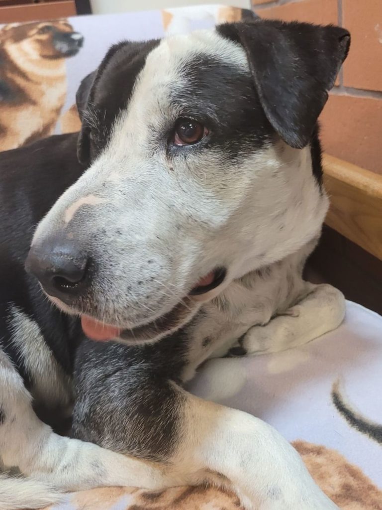 Dogs Available For Adoption Now – TUCSON RESCUE NOW