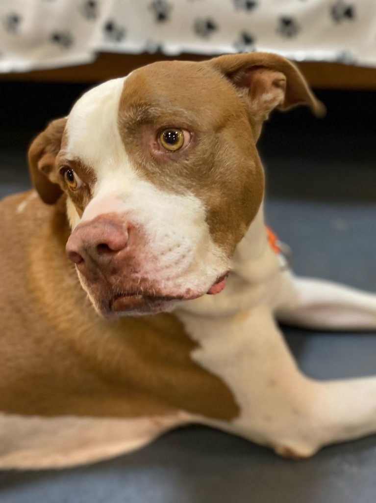 Dogs Available For Adoption Now – TUCSON RESCUE NOW