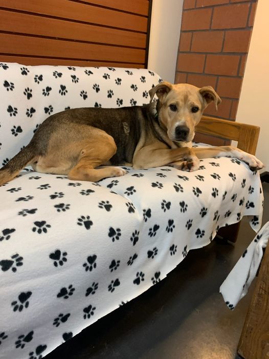 Dogs Available For Adoption Now – TUCSON RESCUE NOW
