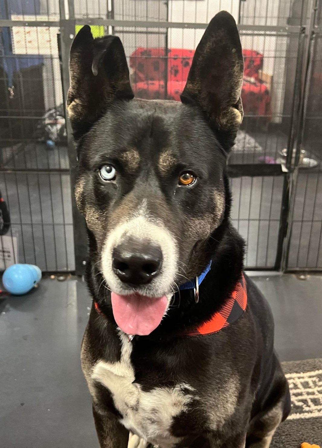 Dogs Available For Adoption Now – TUCSON RESCUE NOW