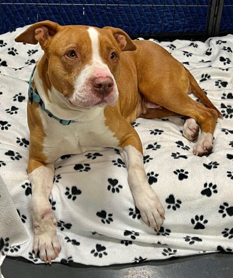 Dogs Available For Adoption Now – TUCSON RESCUE NOW