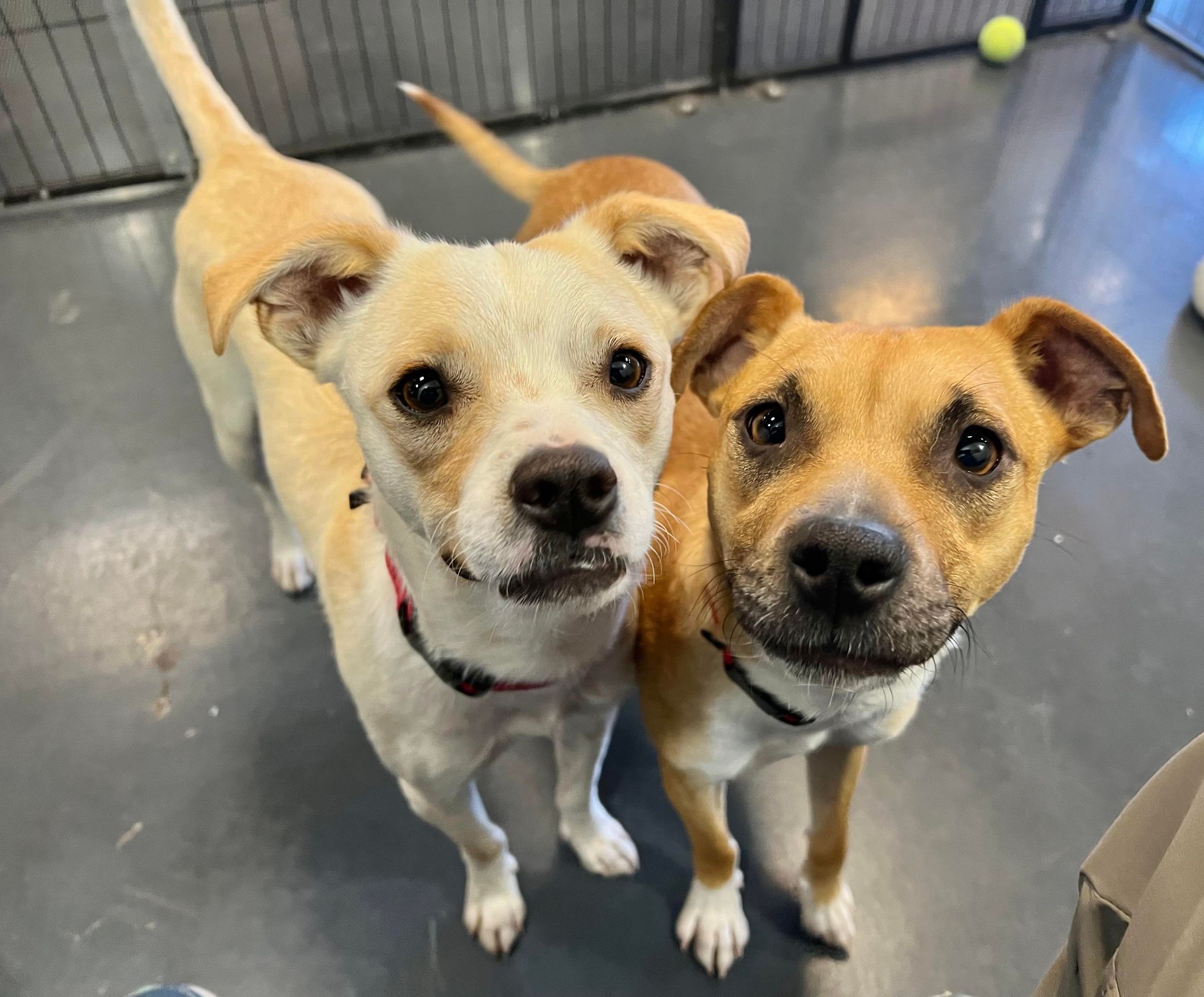 Dogs Available For Adoption Now – TUCSON RESCUE NOW