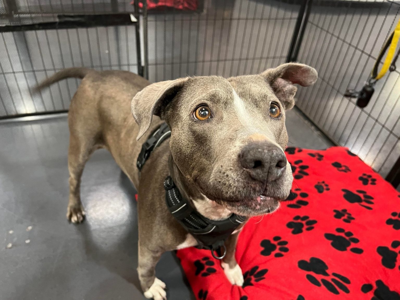 Dogs Available For Adoption Now – TUCSON RESCUE NOW