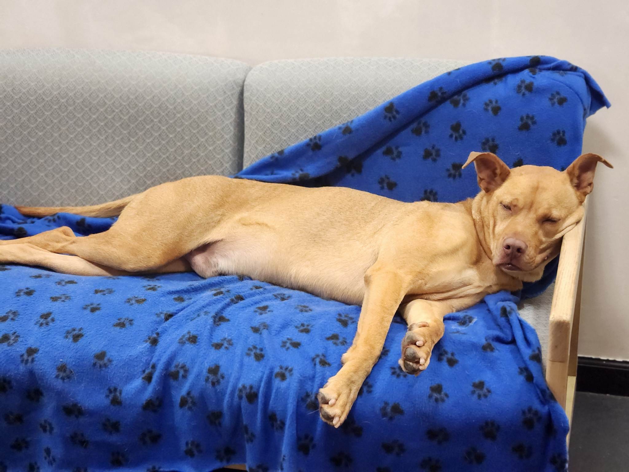 Dogs Available For Adoption Now – TUCSON RESCUE NOW