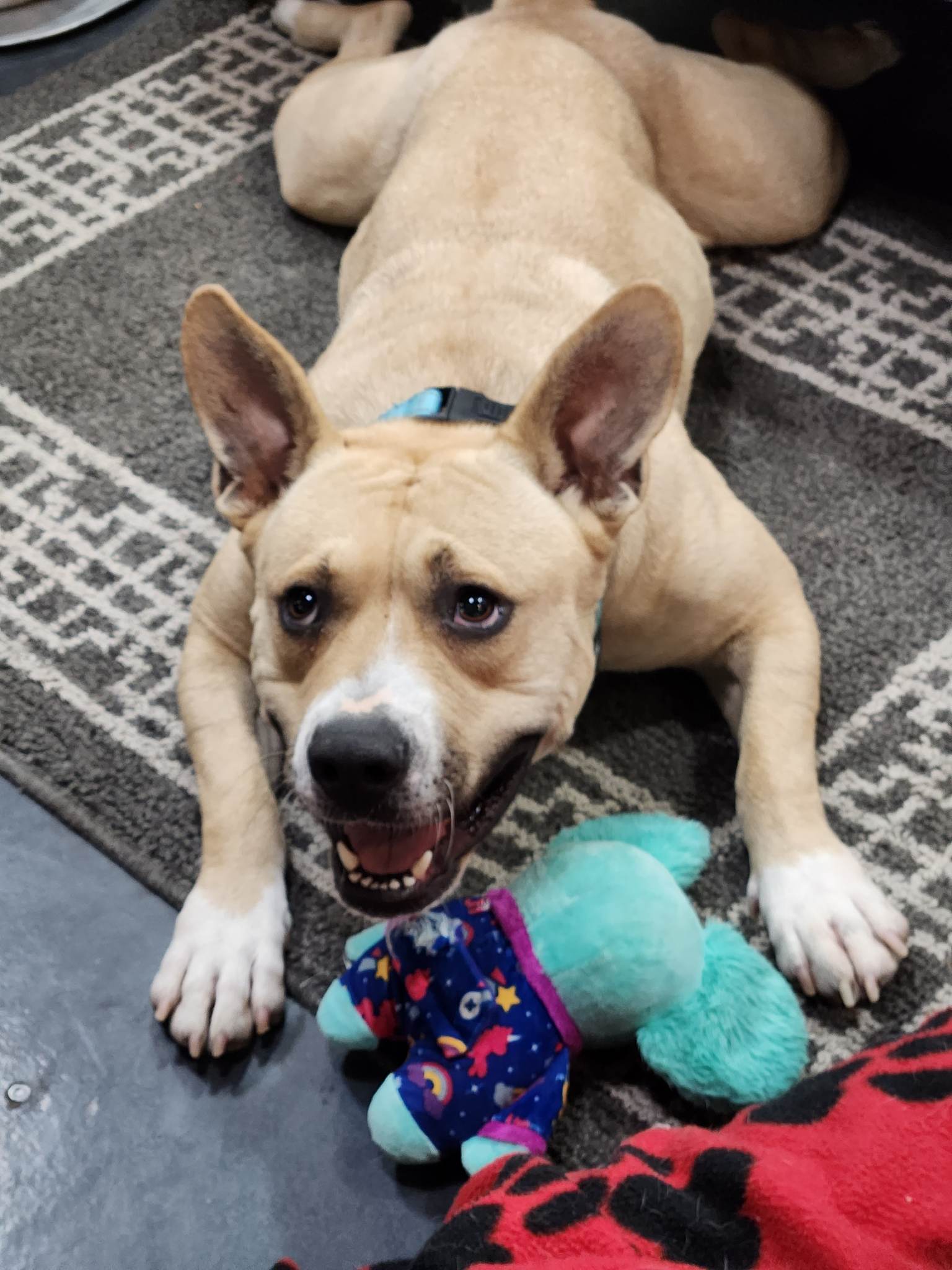 Dogs Available For Adoption Now – TUCSON RESCUE NOW