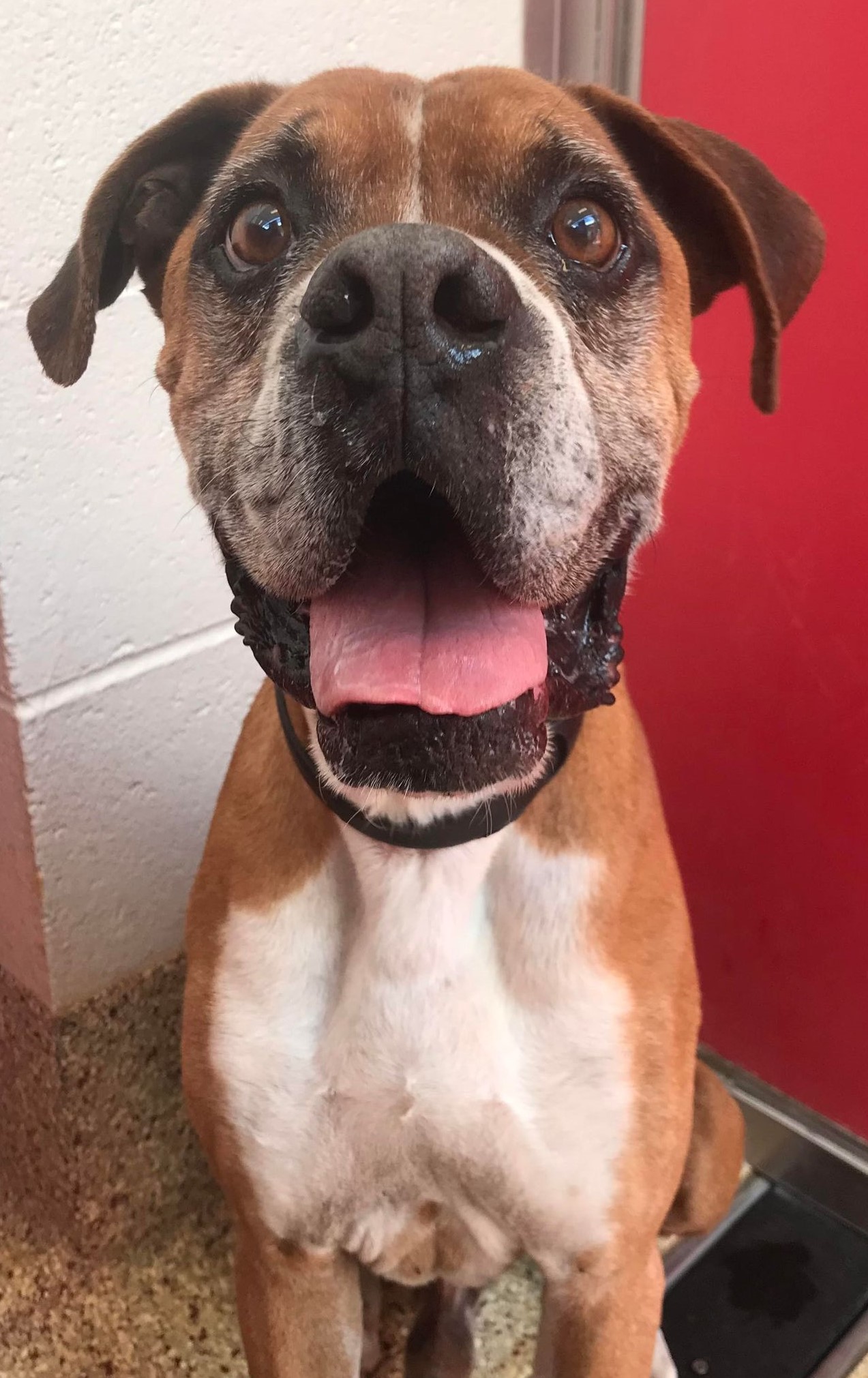 Dogs Available For Adoption Now – TUCSON RESCUE NOW