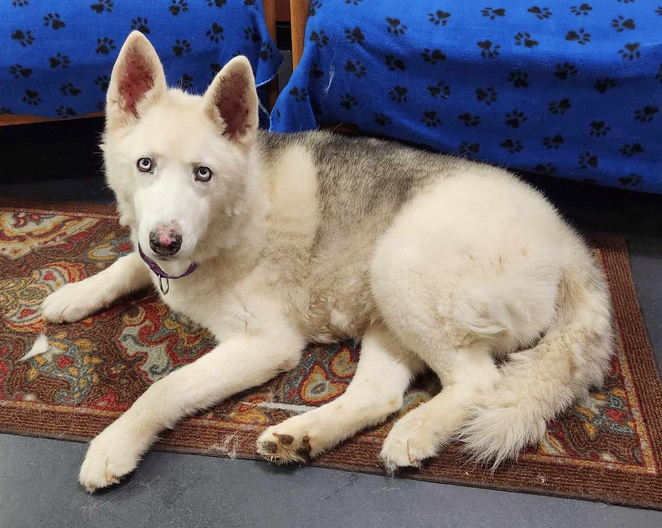 Dogs Available For Adoption Now – TUCSON RESCUE NOW