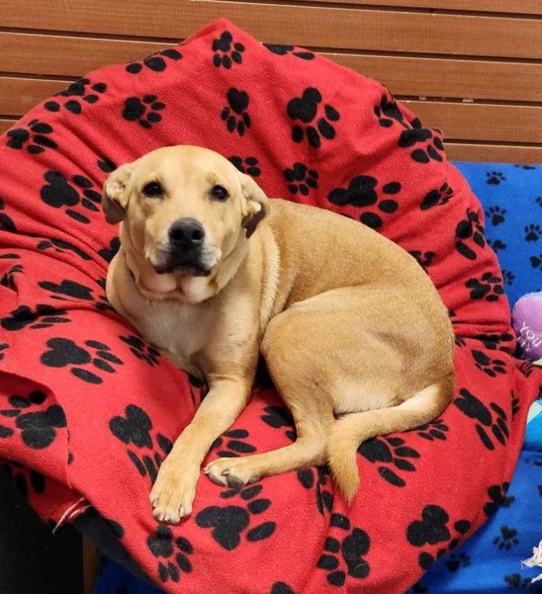 Dogs Available For Adoption Now – TUCSON RESCUE NOW