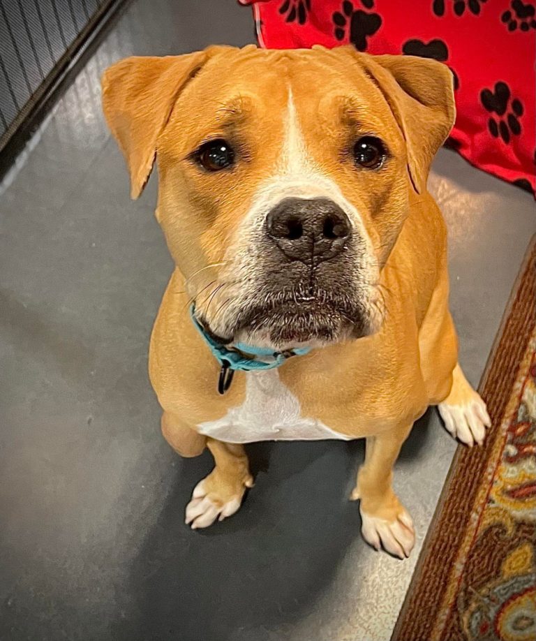 Dogs Available For Adoption Now – TUCSON RESCUE NOW