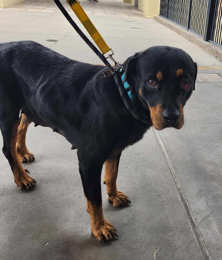 Dogs Available For Adoption Now – TUCSON RESCUE NOW