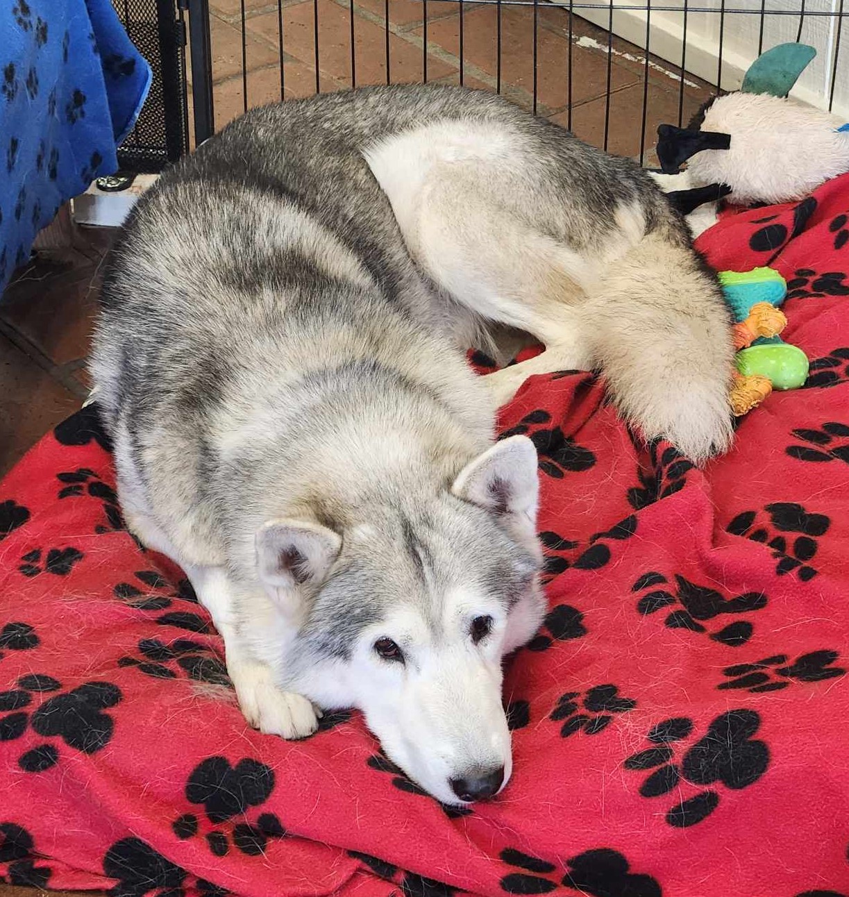 Dogs Available For Adoption Now – TUCSON RESCUE NOW