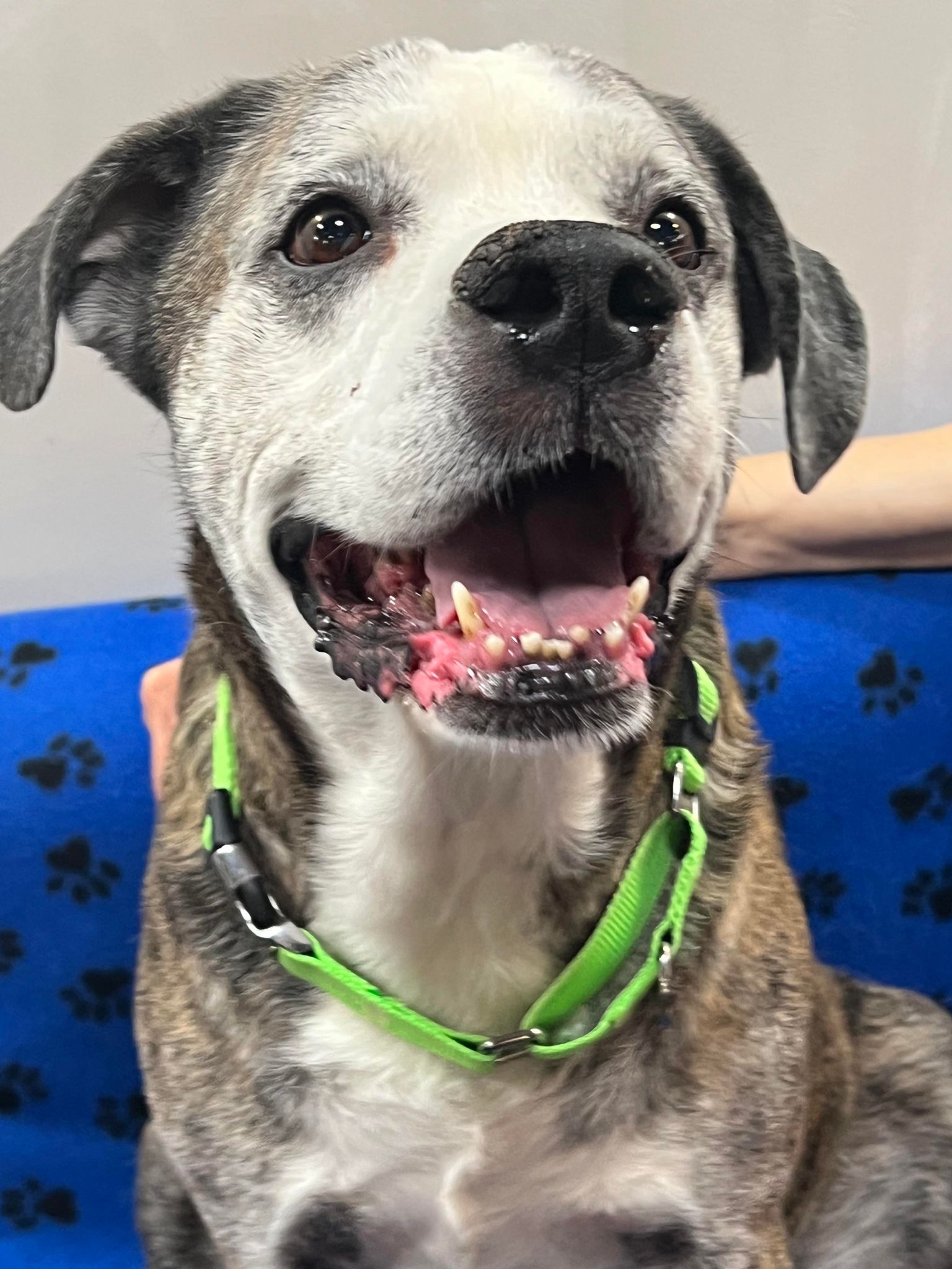 Dogs Available For Adoption Now – TUCSON RESCUE NOW