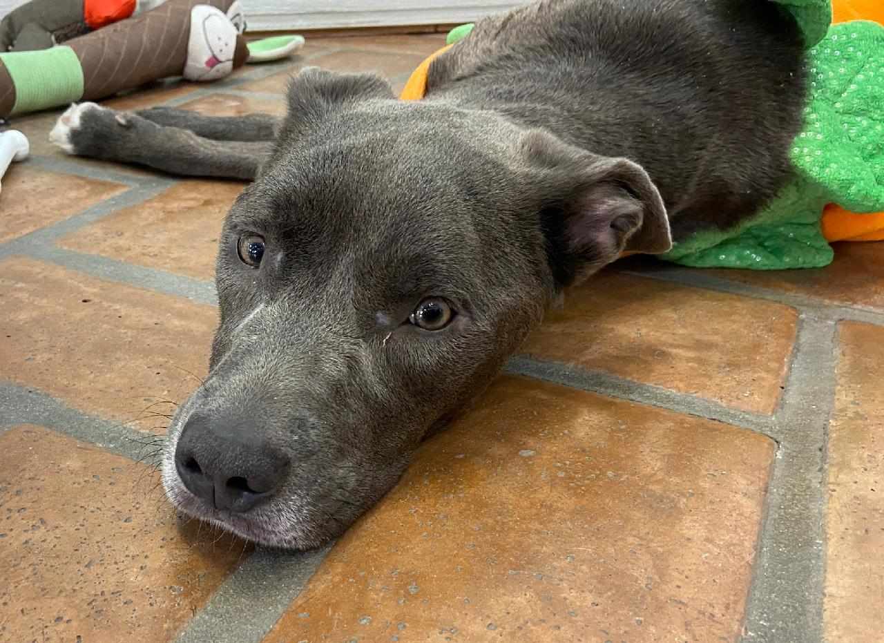 Dogs Available For Adoption Now – TUCSON RESCUE NOW