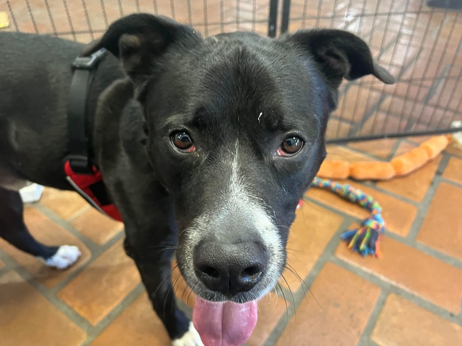 Dogs Available For Adoption Now – TUCSON RESCUE NOW