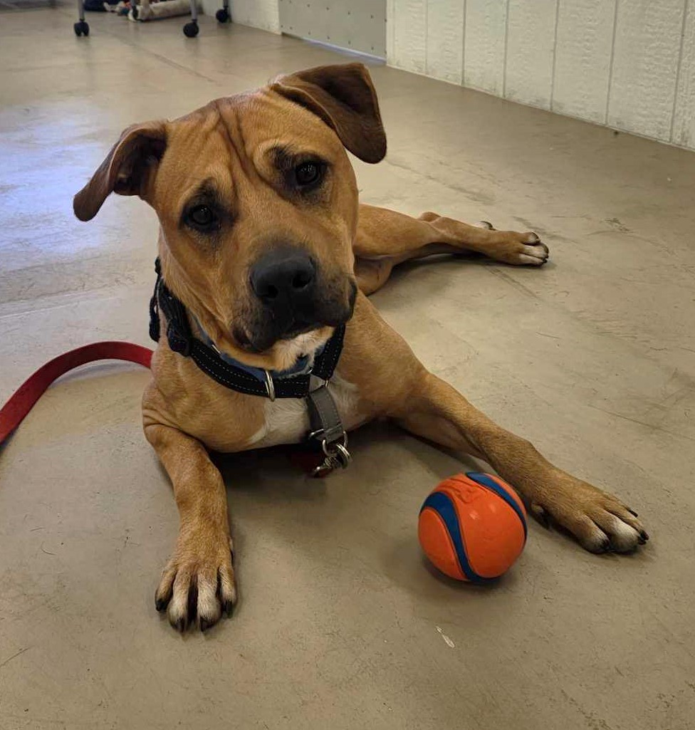 Dogs Available For Adoption Now – TUCSON RESCUE NOW