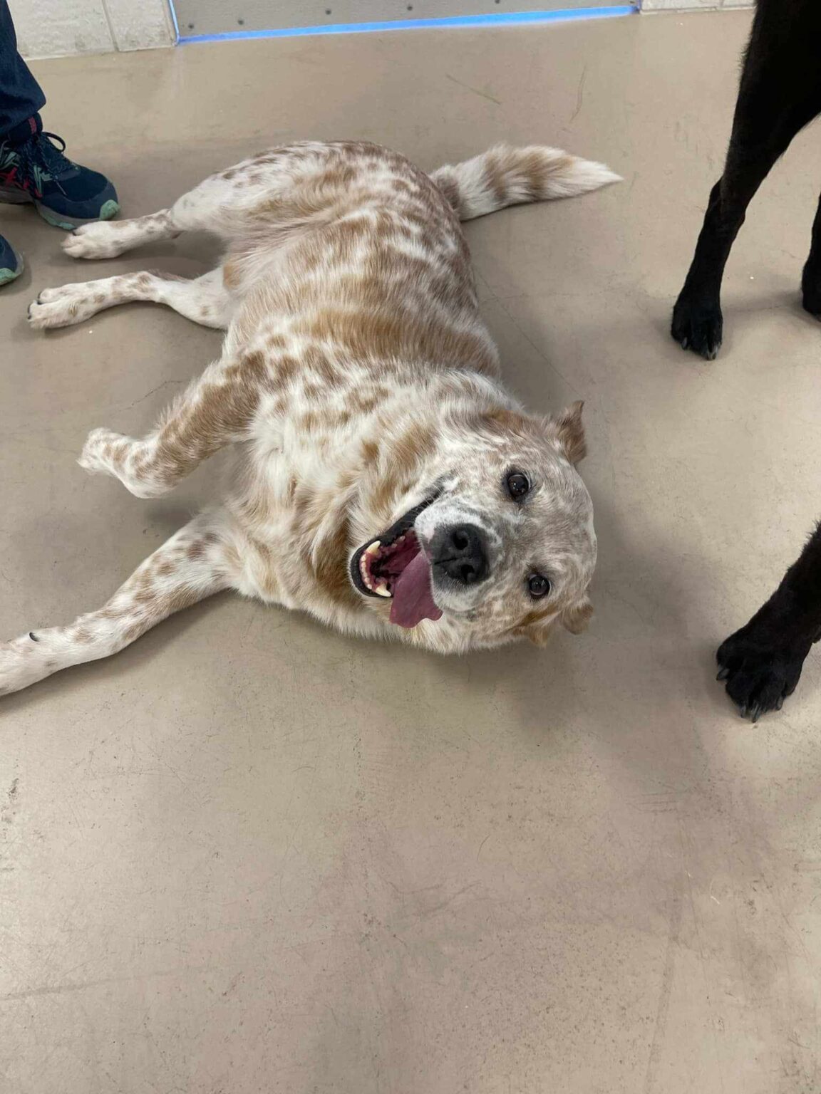 Dogs Available For Adoption Now – TUCSON RESCUE NOW