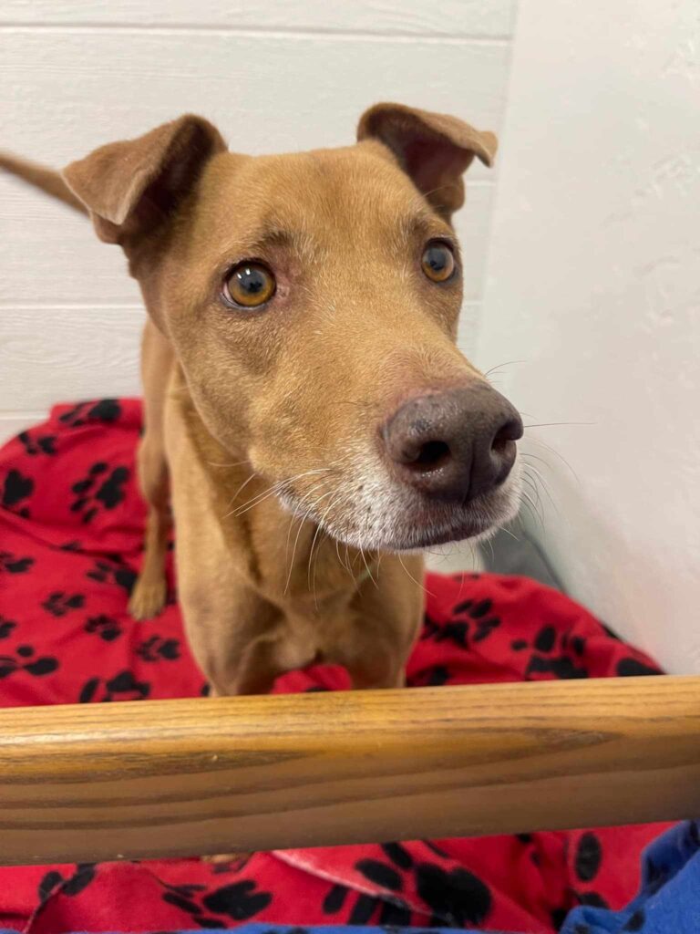 Dogs Available For Adoption Now – TUCSON RESCUE NOW