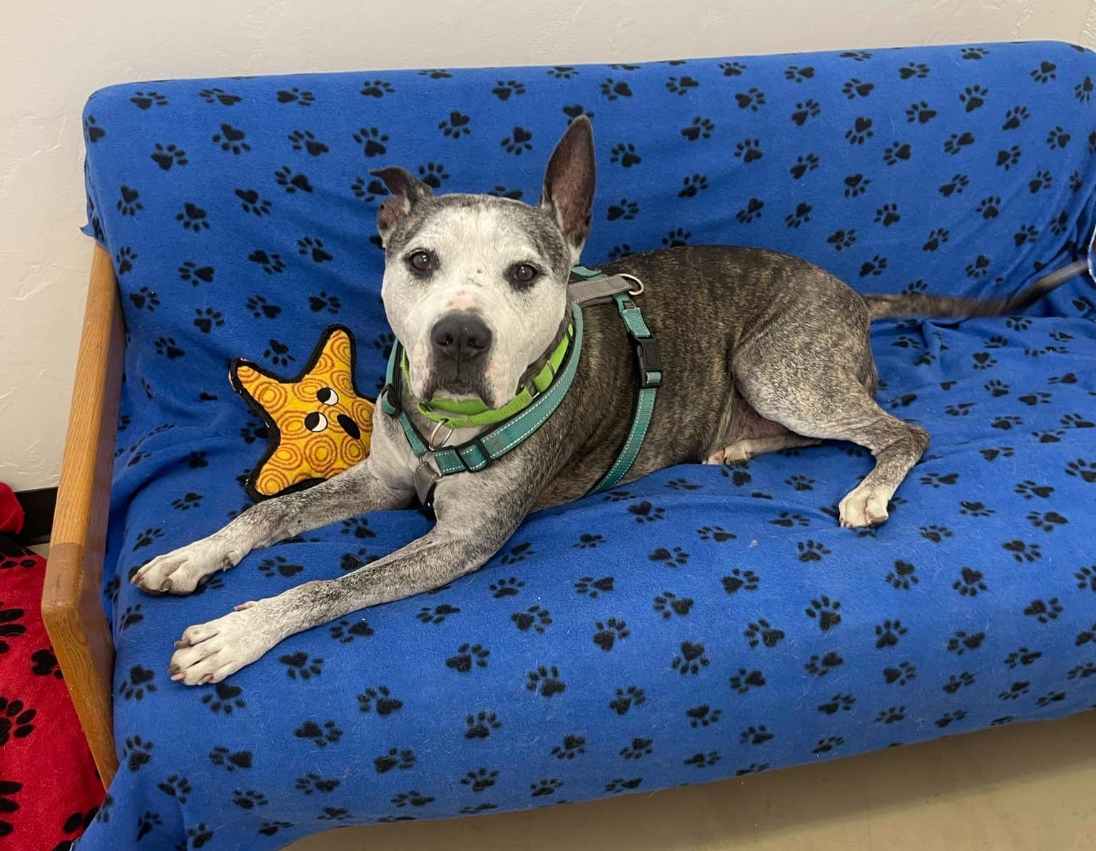 Dogs Available For Adoption Now – TUCSON RESCUE NOW