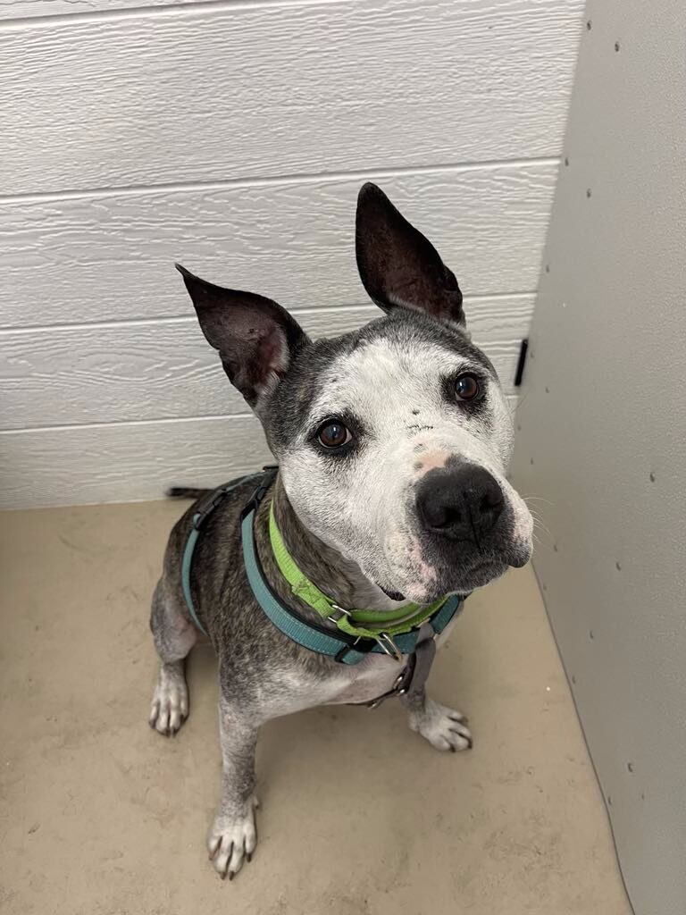 Dogs Available For Adoption Now – TUCSON RESCUE NOW