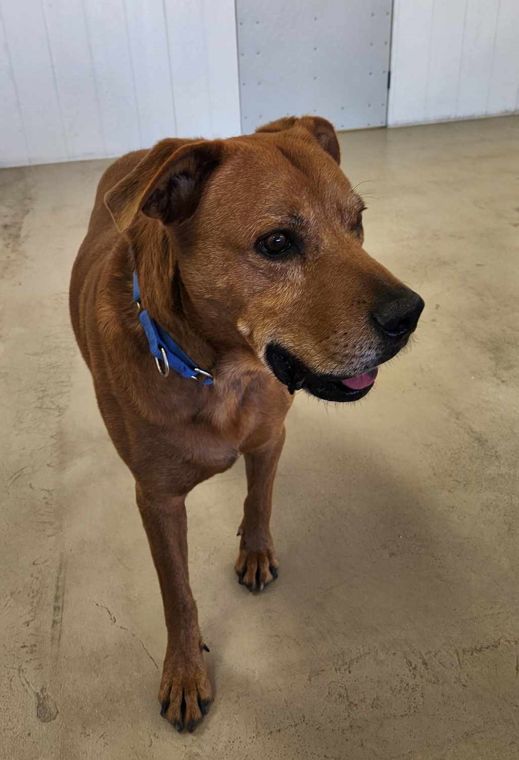 Dogs Available For Adoption Now – TUCSON RESCUE NOW