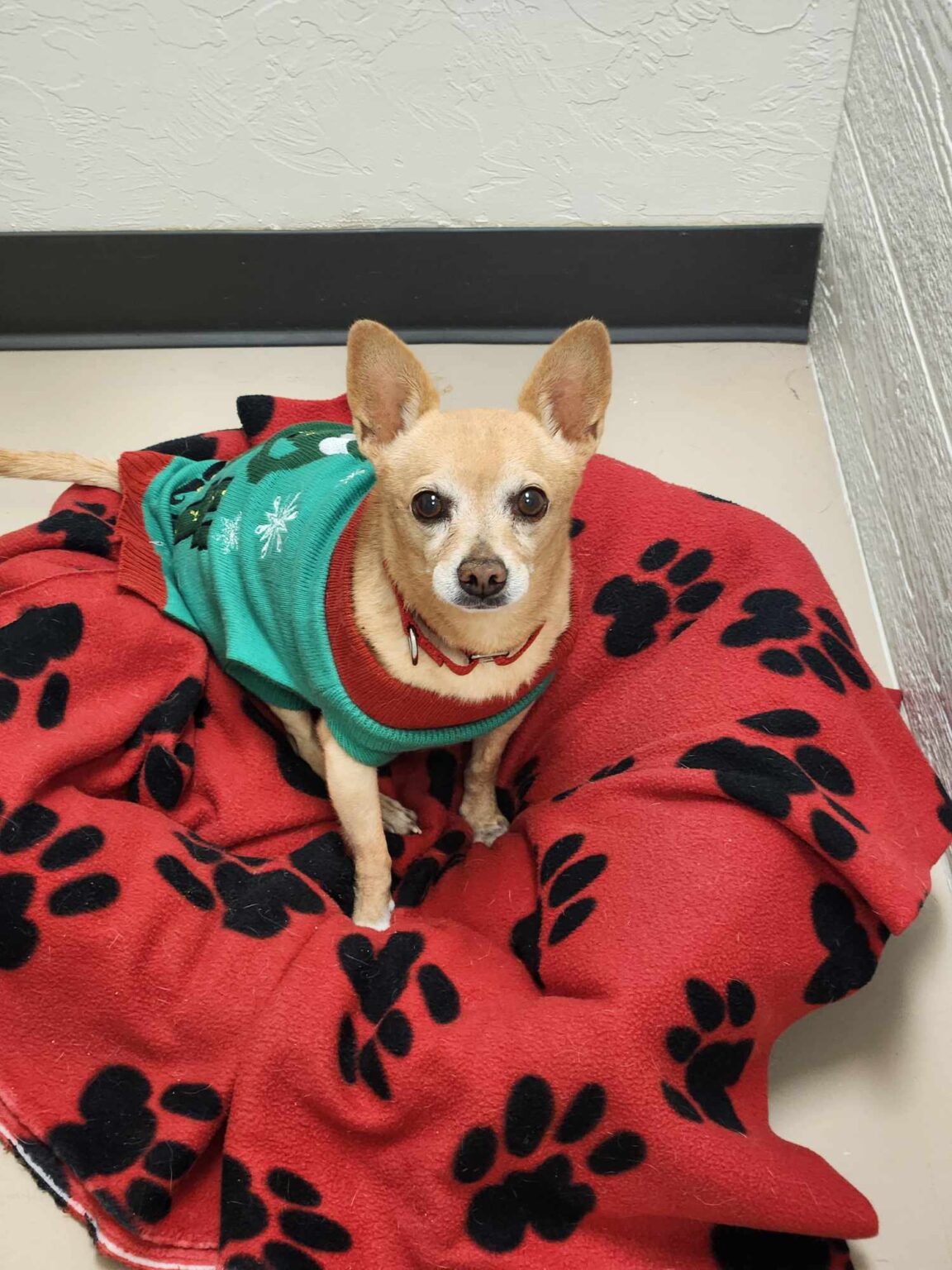 Dogs Available For Adoption Now – TUCSON RESCUE NOW