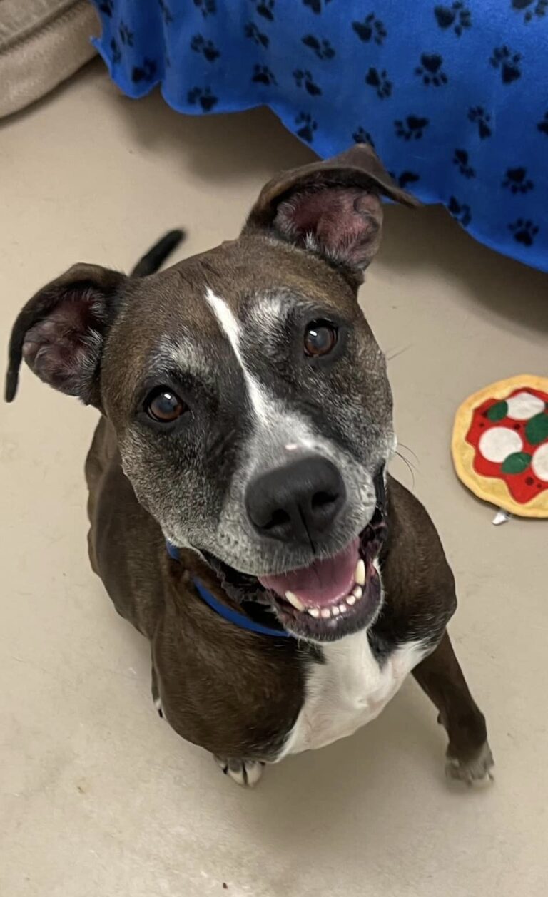 Dogs Available For Adoption Now – TUCSON RESCUE NOW