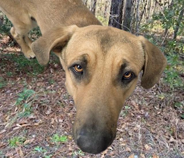 Dogs Available For Adoption Now – TUCSON RESCUE NOW