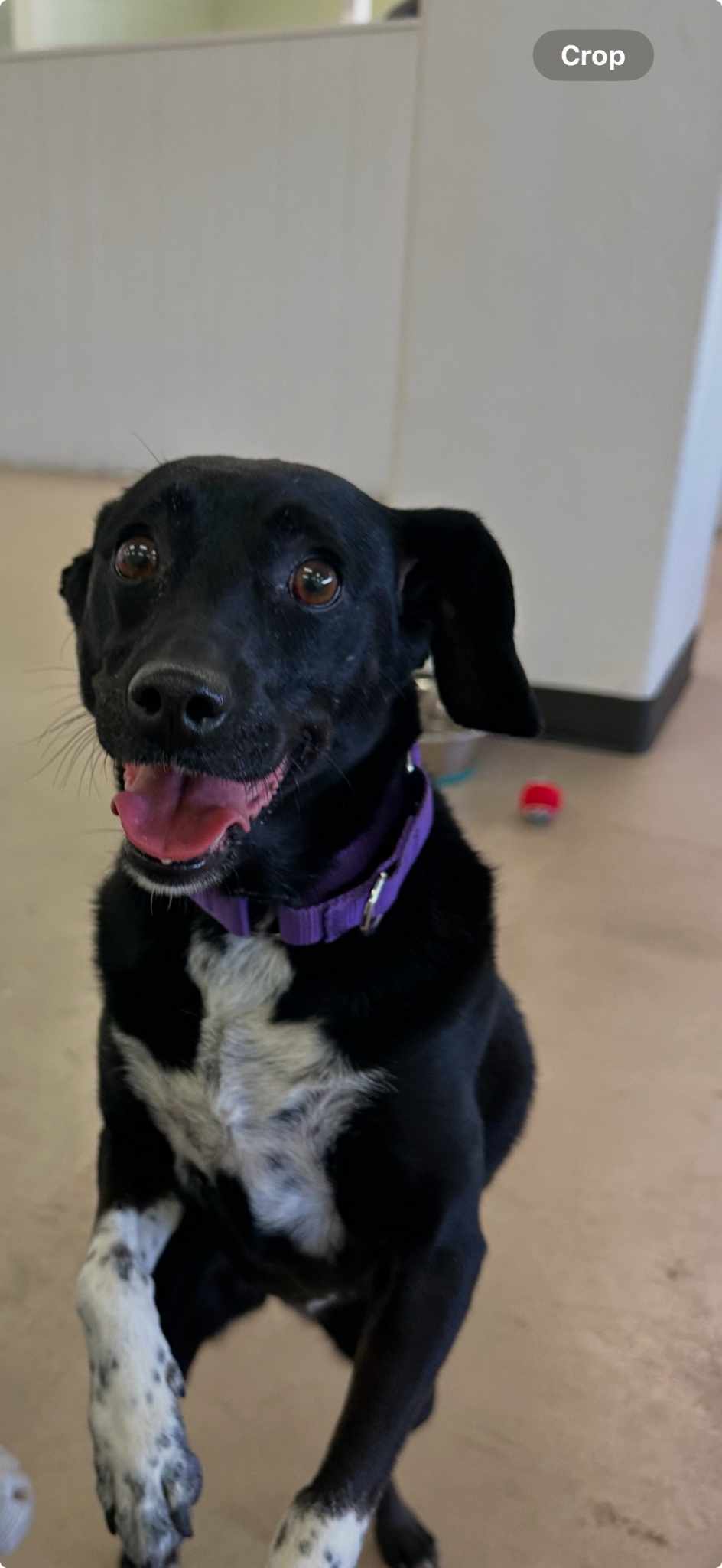 Dogs Available For Adoption Now – TUCSON RESCUE NOW