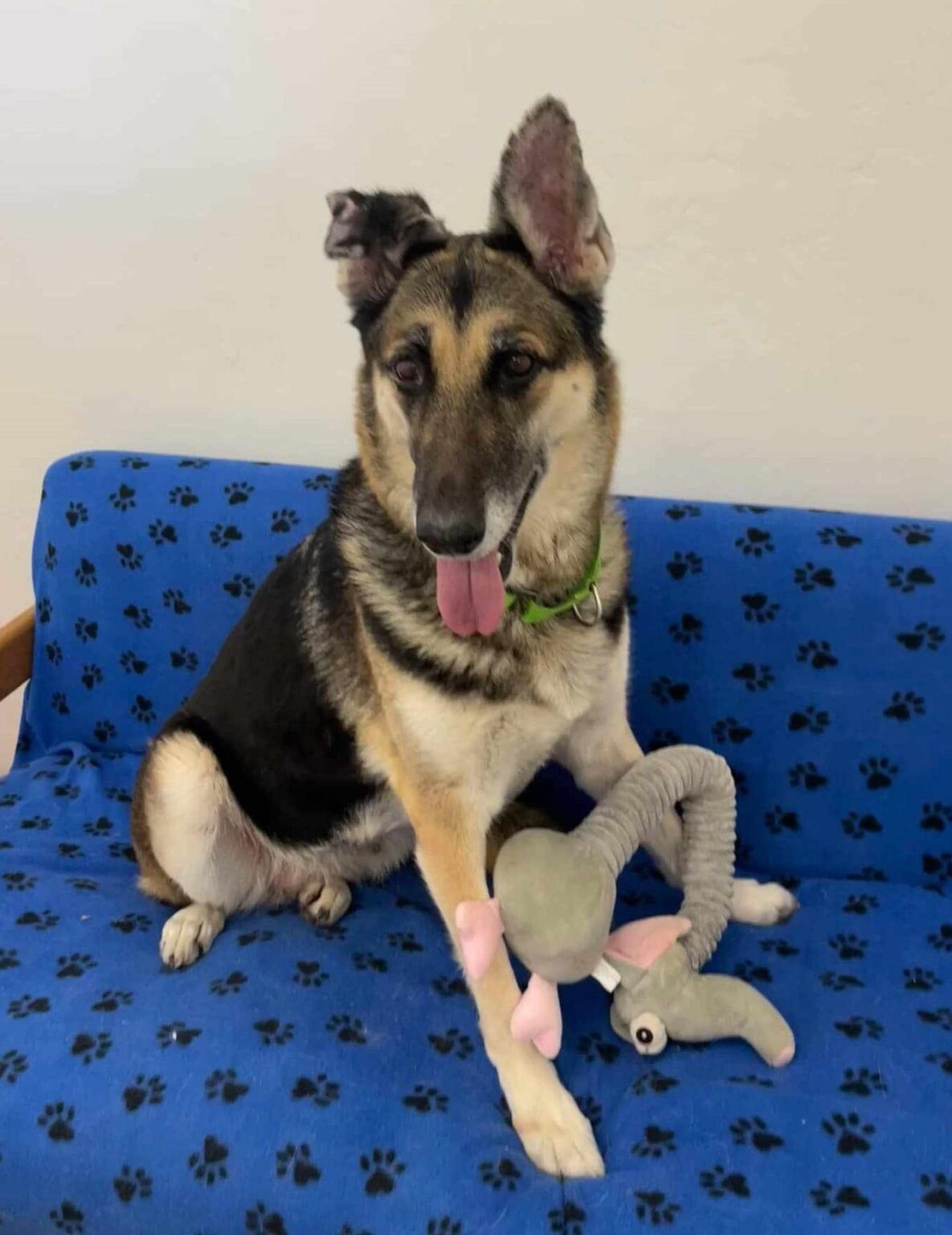 Dogs Available For Adoption Now – TUCSON RESCUE NOW