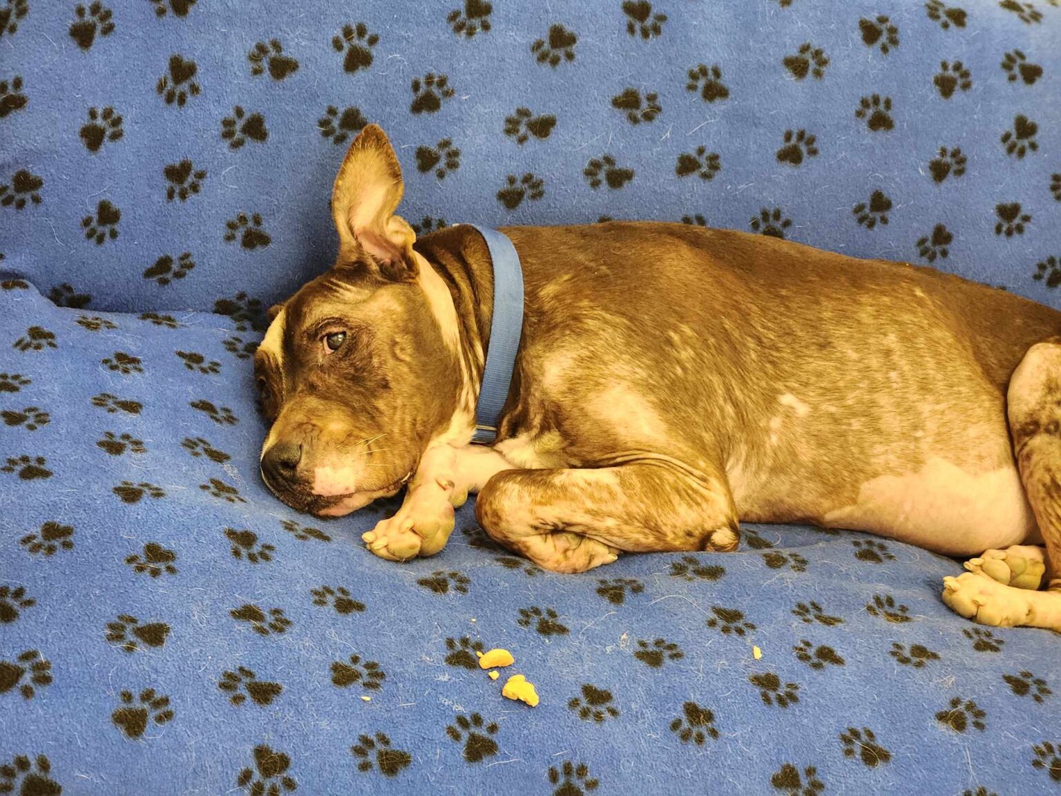 Dogs Available For Adoption Now – TUCSON RESCUE NOW