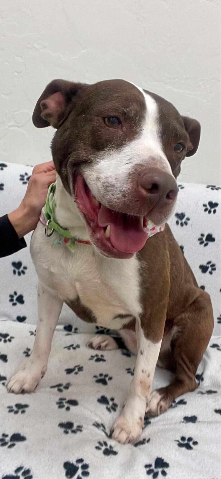 Dogs Available For Adoption Now – TUCSON RESCUE NOW