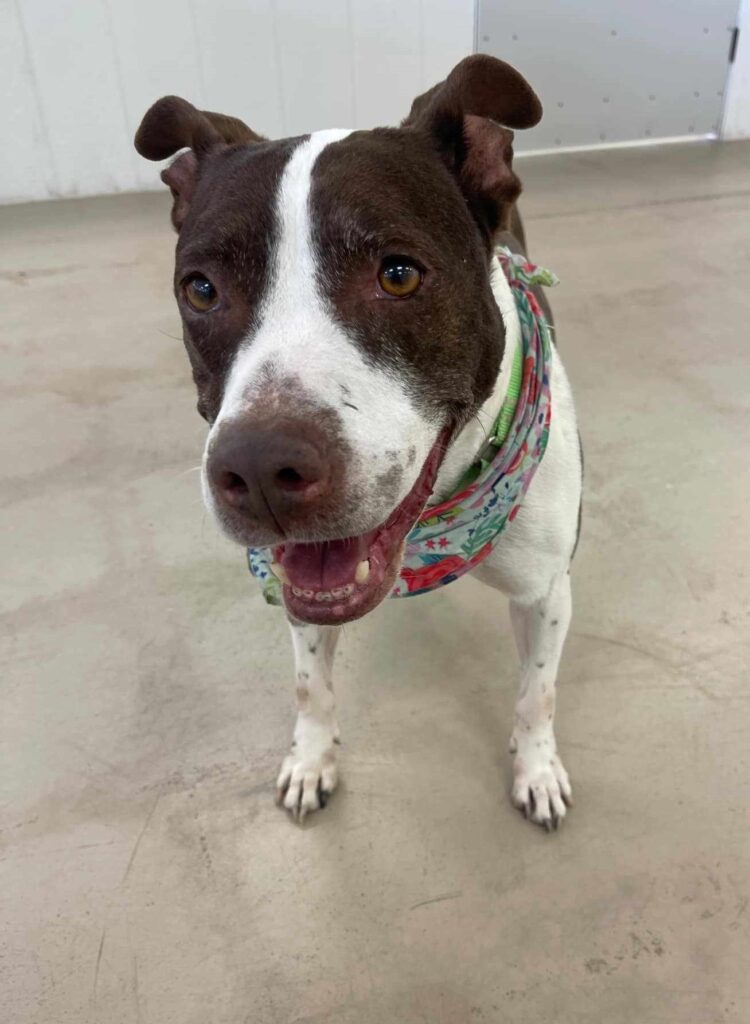 Dogs Available For Adoption Now – TUCSON RESCUE NOW