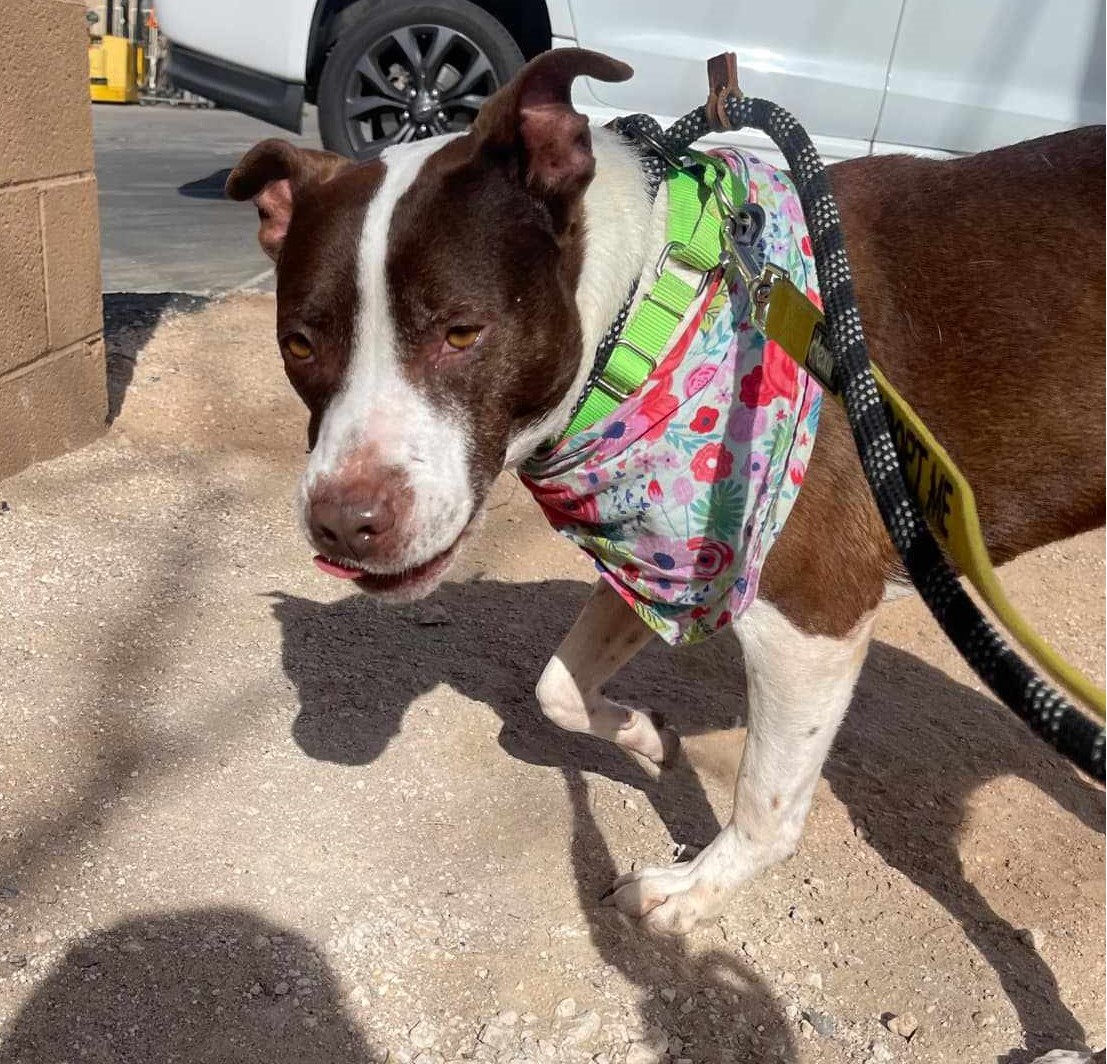 Dogs Available For Adoption Now – TUCSON RESCUE NOW