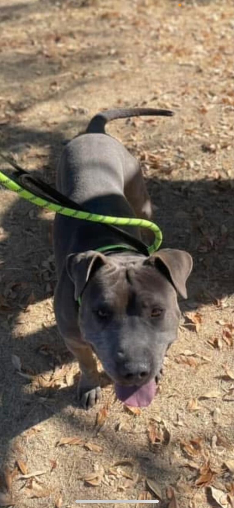 Dogs Available For Adoption Now – TUCSON RESCUE NOW