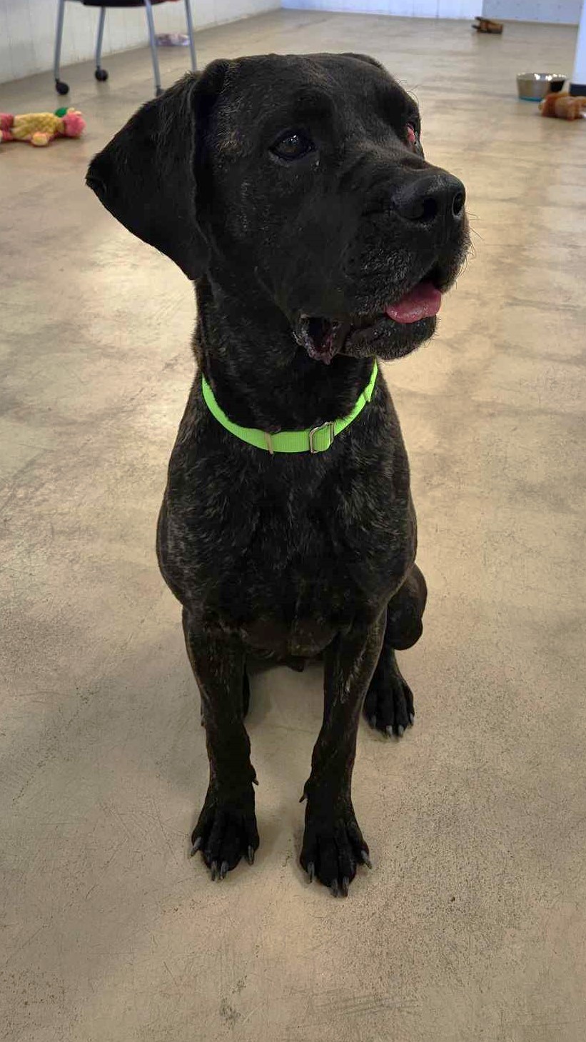 Dogs Available For Adoption Now – TUCSON RESCUE NOW