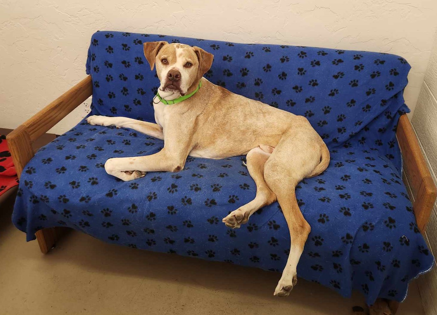 Dogs Available For Adoption Now – TUCSON RESCUE NOW