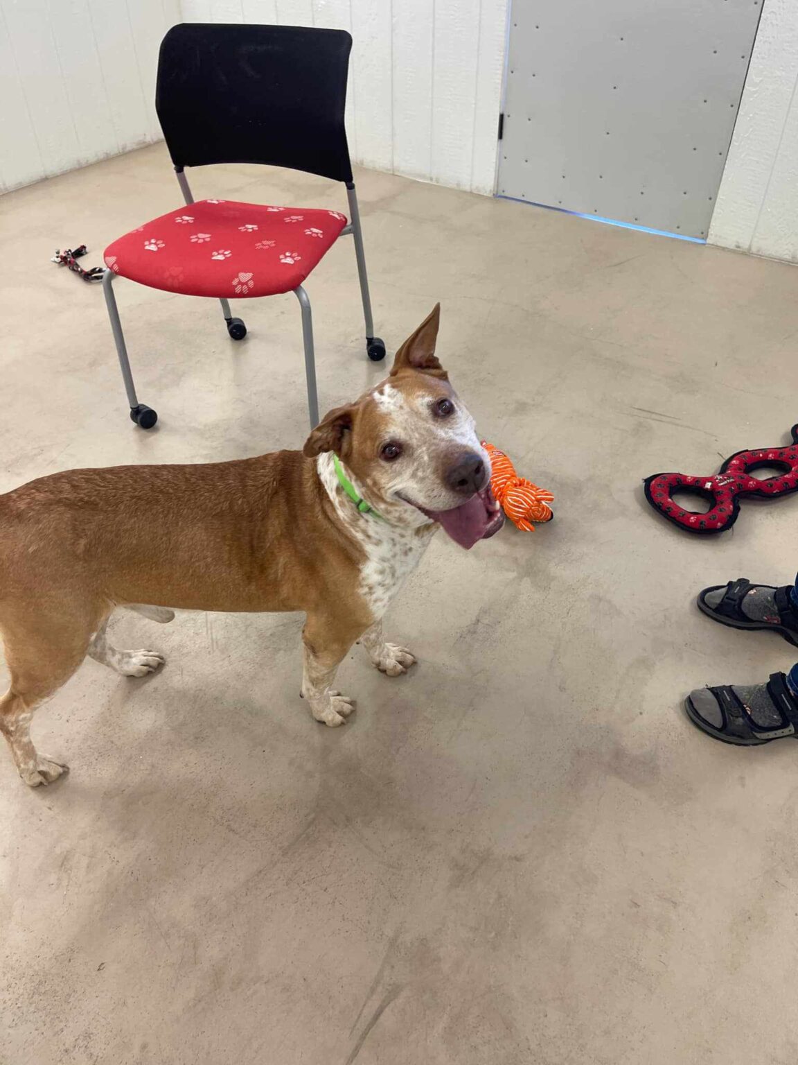 Dogs Available For Adoption Now – TUCSON RESCUE NOW