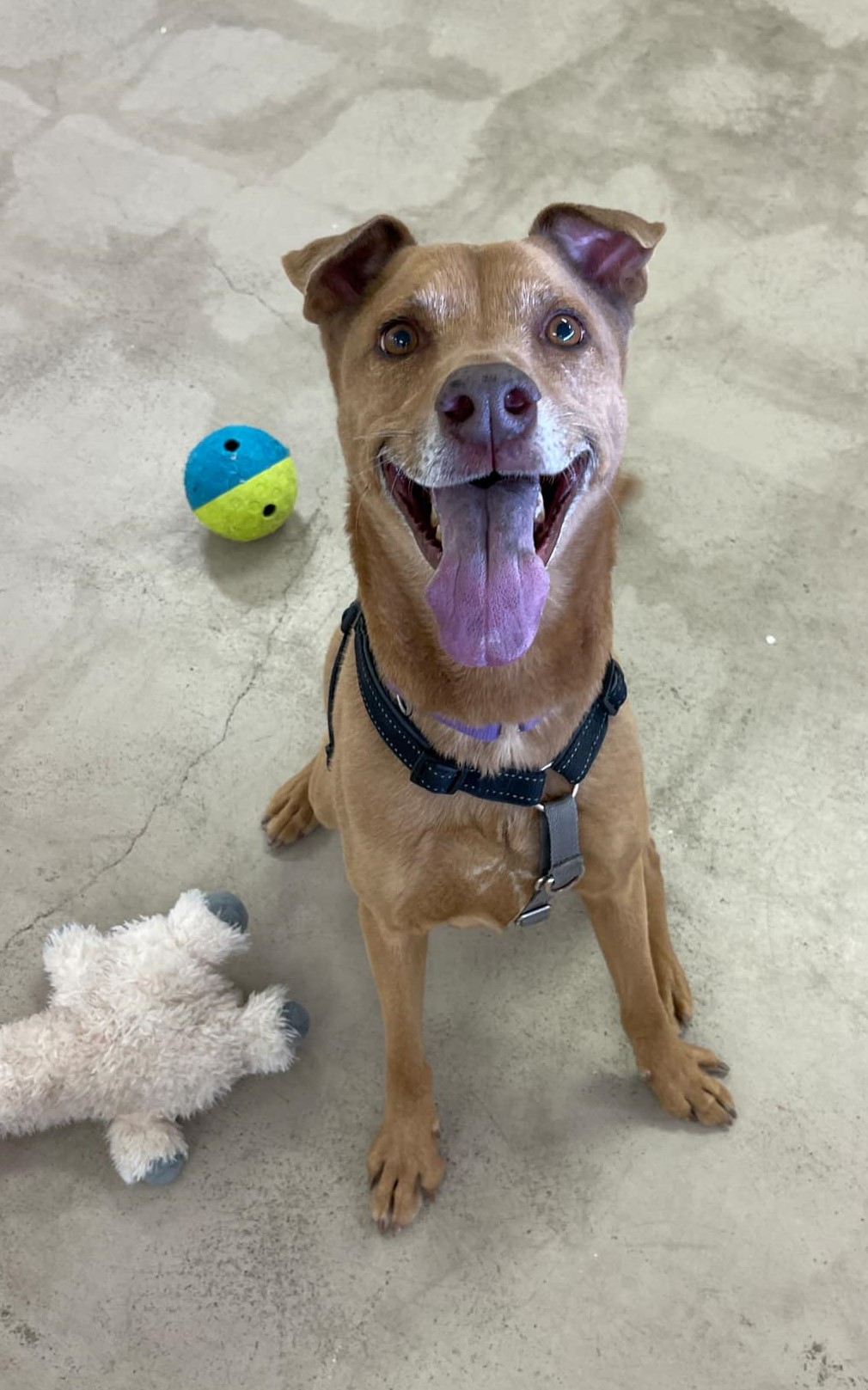 Dogs Available For Adoption Now – TUCSON RESCUE NOW