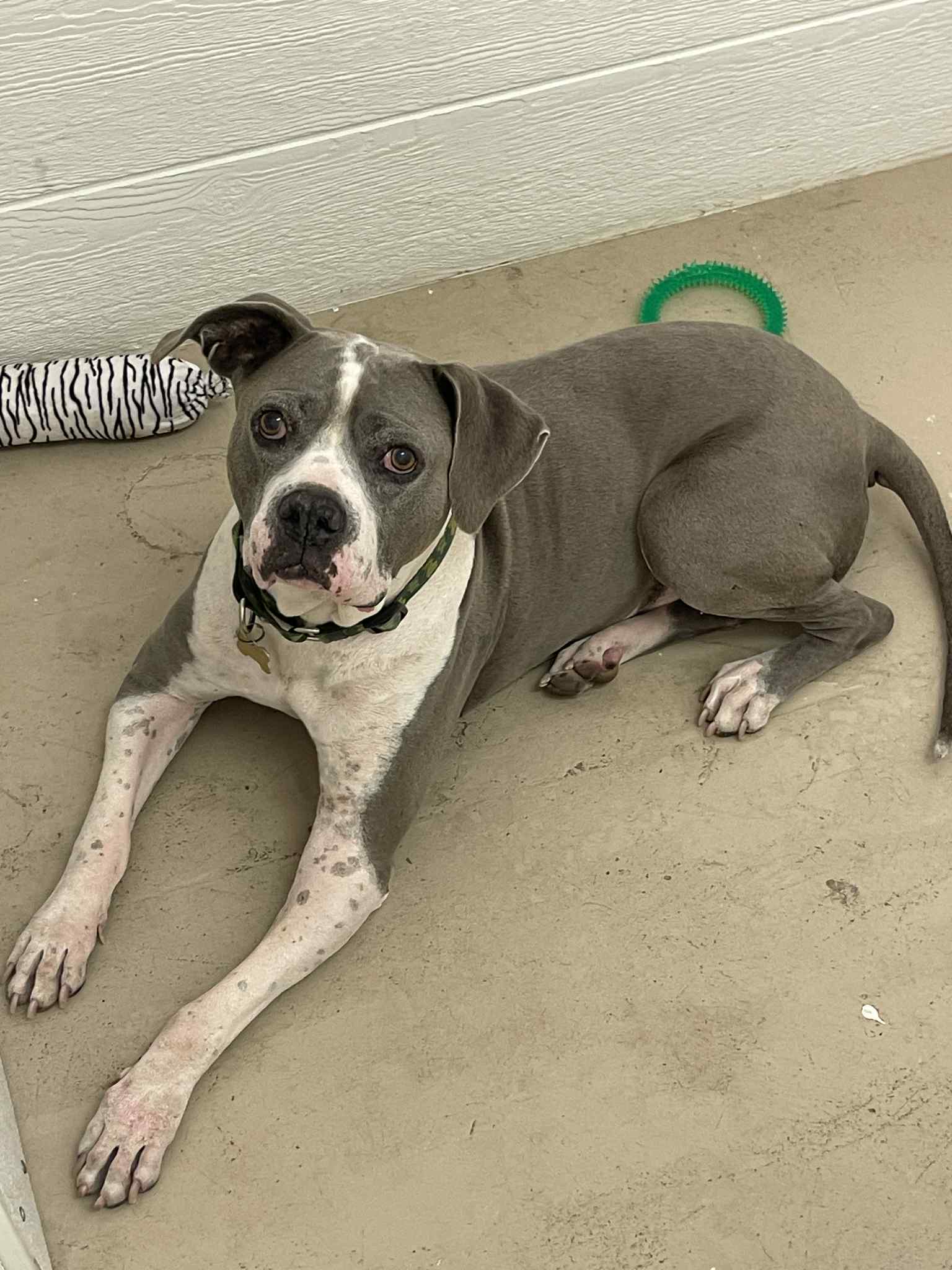Dogs Available For Adoption Now – TUCSON RESCUE NOW