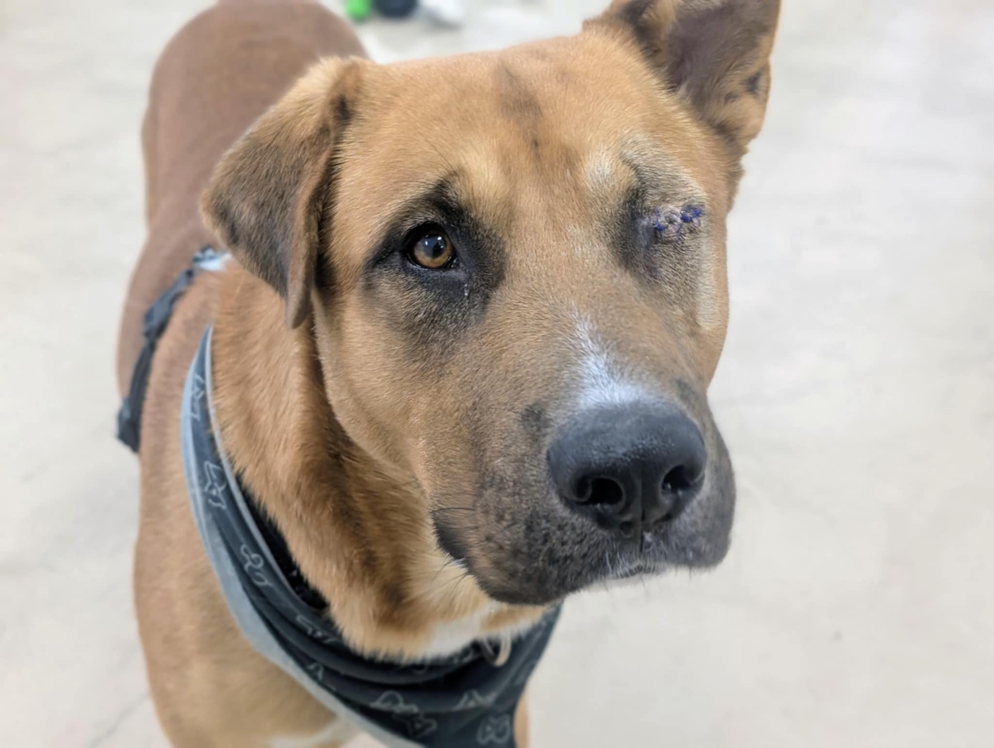 Dogs Available For Adoption Now – TUCSON RESCUE NOW
